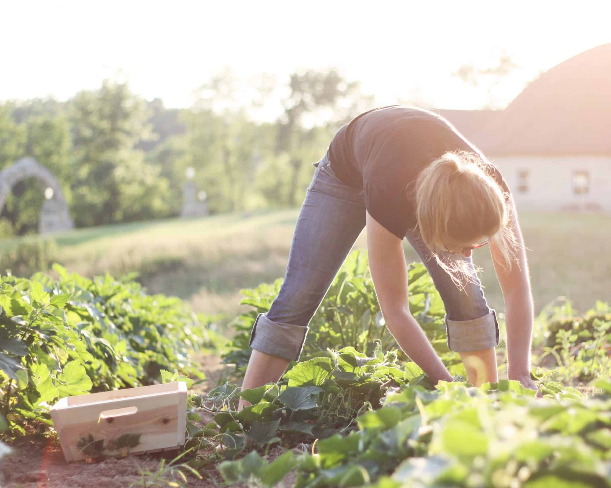 Iowa Fresh Produce to Local Families - FarmHer