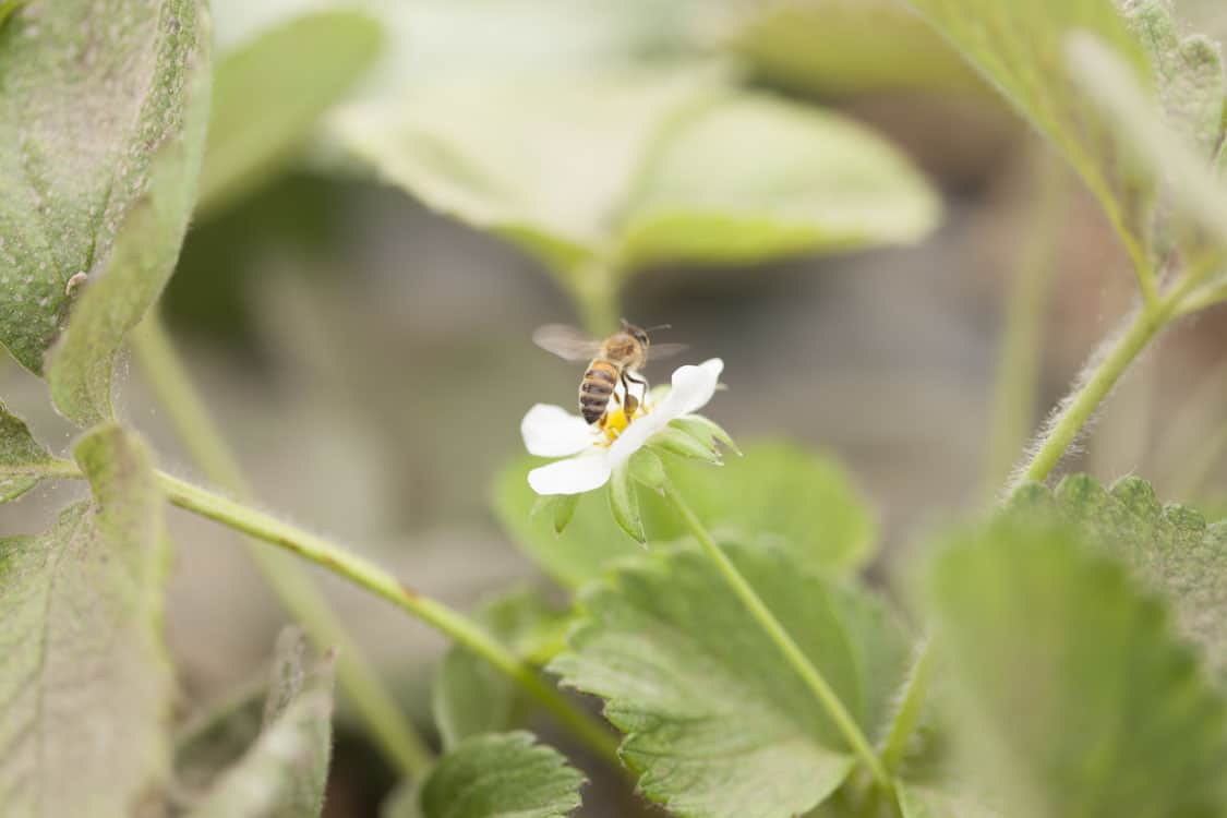 The Pollinator Habitat: What's Next? - FarmHER + RanchHER