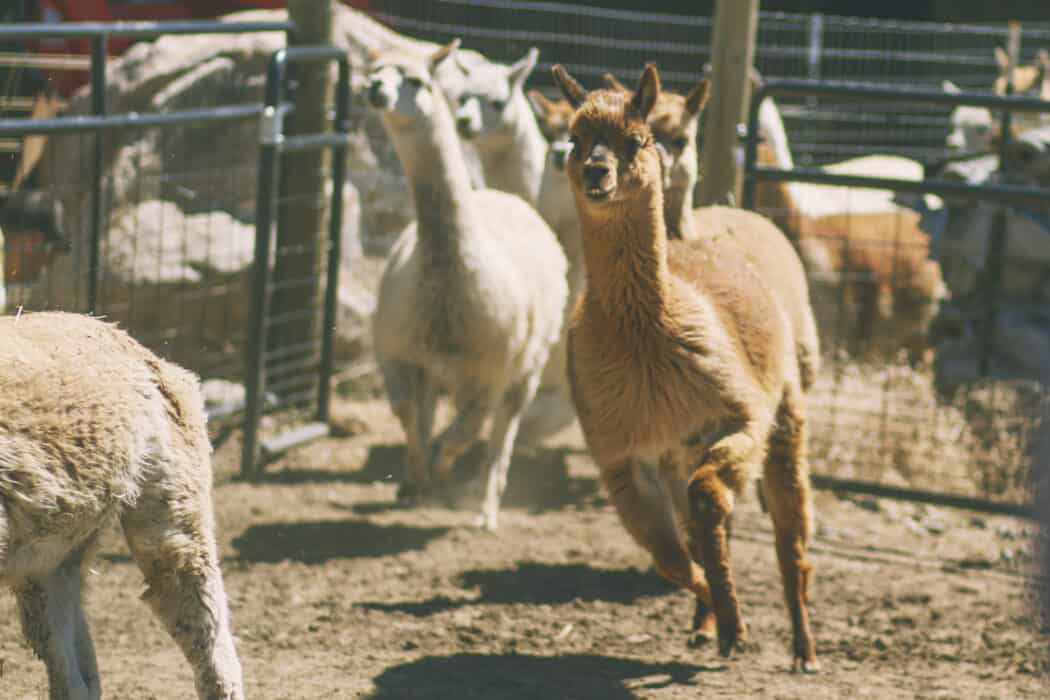 Alpacas Leading a FarmHer Down an Unexpected Path - FarmHer